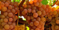TEXAS WINE GRAPE VARIETALS – Texas Wine and Grape Growers Association