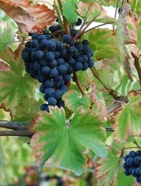 Texas Wine Grape Varietals – Texas Wine and Grape Growers Association