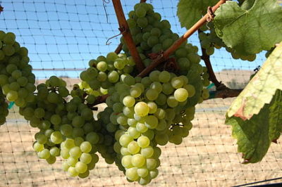 Texas Wine Grape Varietals – Texas Wine and Grape Growers Association
