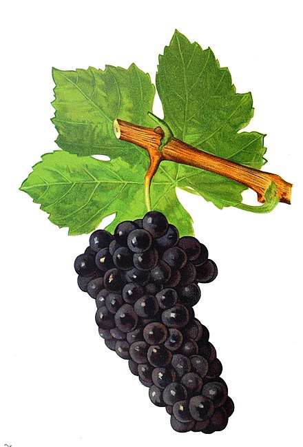 Texas Wine Grape Varietals – Texas Wine and Grape Growers Association