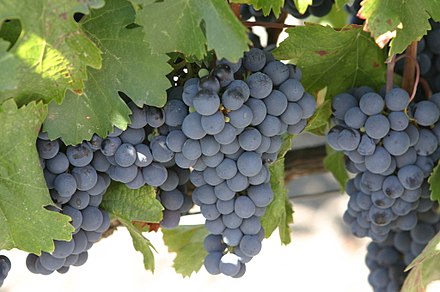 Texas Wine Grape Varietals – Texas Wine and Grape Growers Association