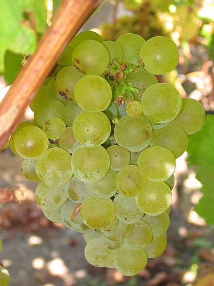 Texas Wine Grape Varietals – Texas Wine and Grape Growers Association