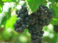 Texas Wine Grape Varietals – Texas Wine and Grape Growers Association
