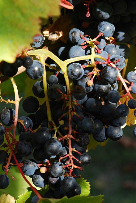 Texas Wine Grape Varietals – Texas Wine and Grape Growers Association