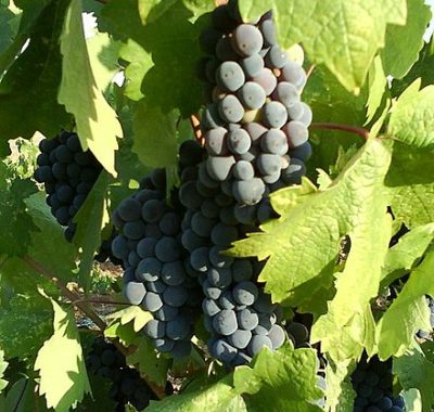 Texas Wine Grape Varietals – Texas Wine and Grape Growers Association