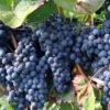Texas Wine Grape Varietals – Texas Wine and Grape Growers Association