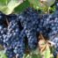 Texas Wine Grape Varietals – Texas Wine and Grape Growers Association