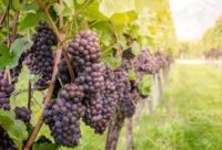 Texas Wine Grape Varietals – Texas Wine and Grape Growers Association
